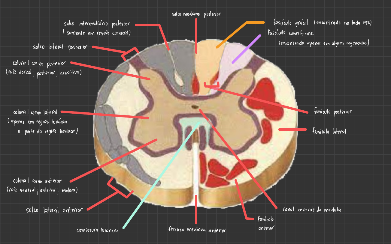 Anatomia Macroscópica da Medula Espinal e seus Envoltórios (Machado ...