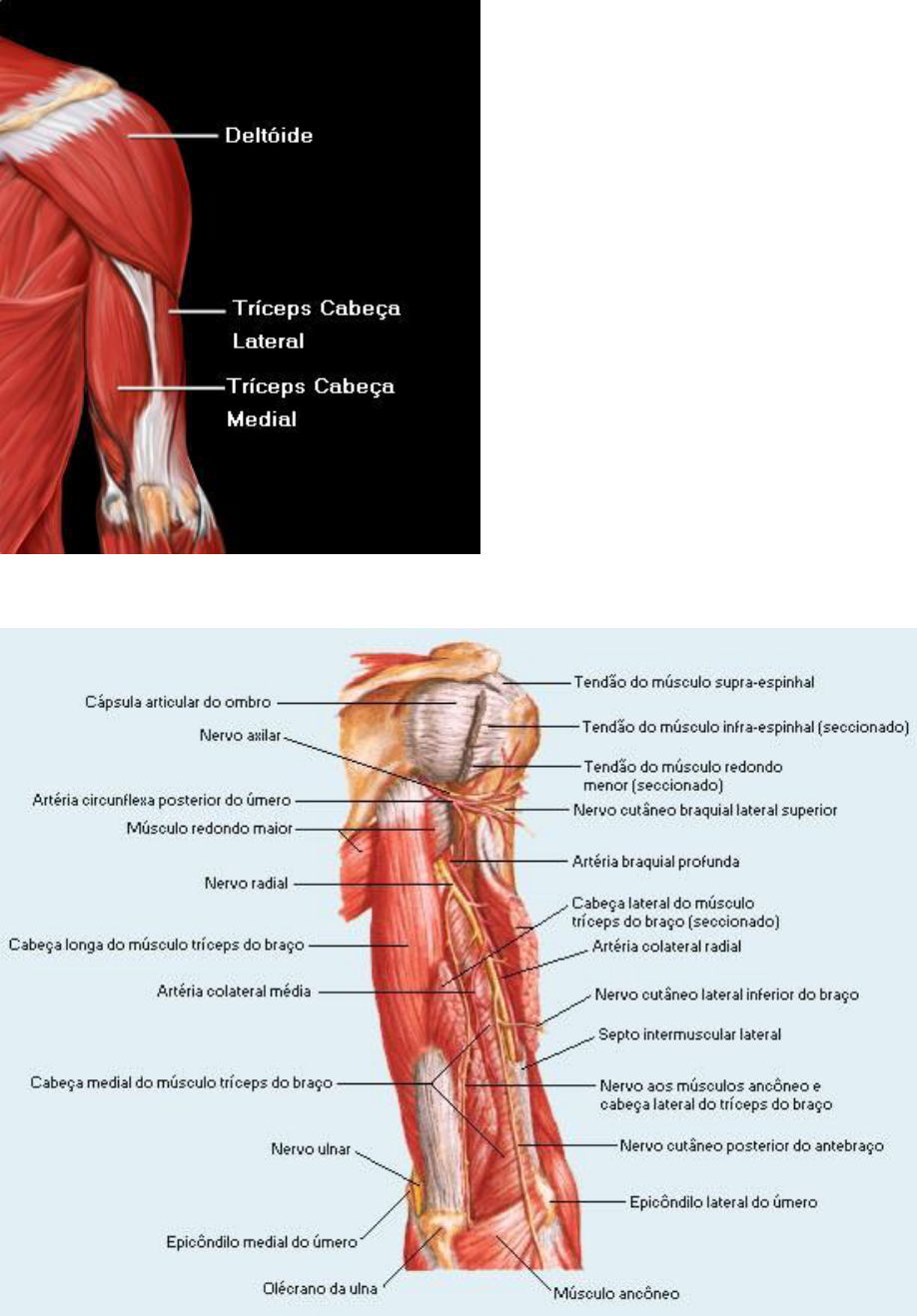 Roteiro de figuras músculos do esqueleto apendicular - Anatomia Humana I