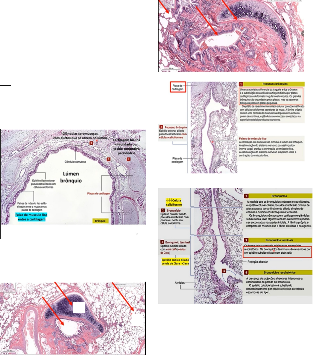 Histologia Do Tecido Pulmonar Alveolos