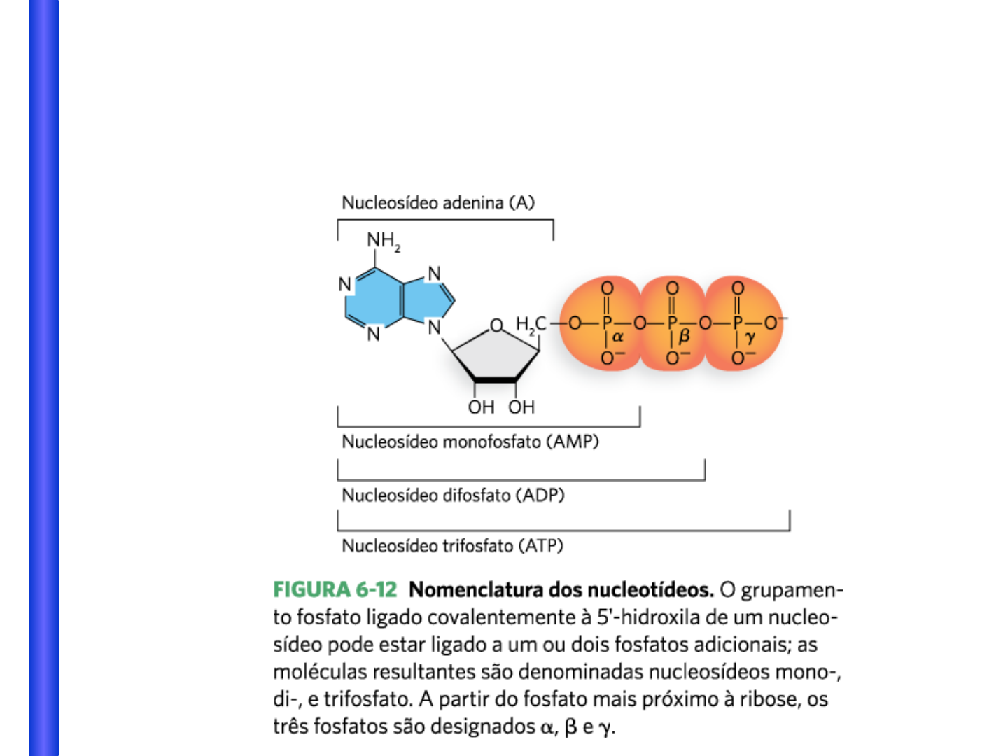 Nucleosideo Trifosfato Pontifícia Universidade Católica Do Rio