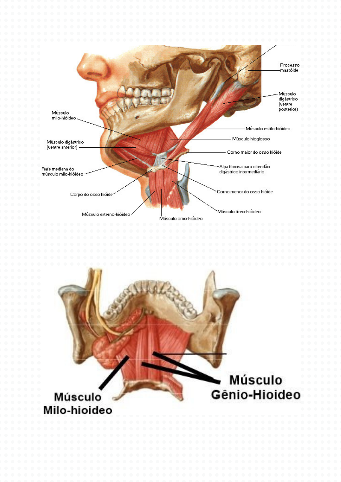 Cadaver Do Musculo Genio Hioideo