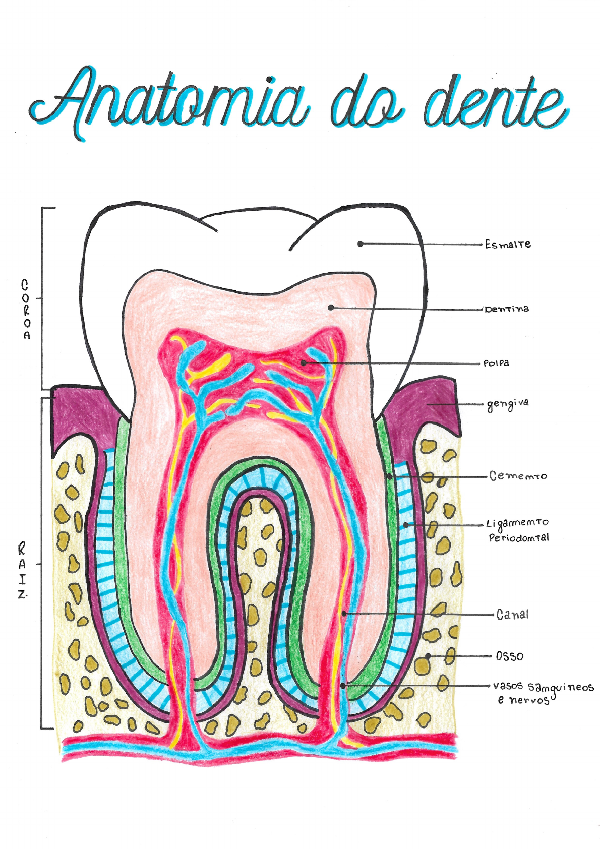 Anatomia do dente - Anatomia e Escultura Dental