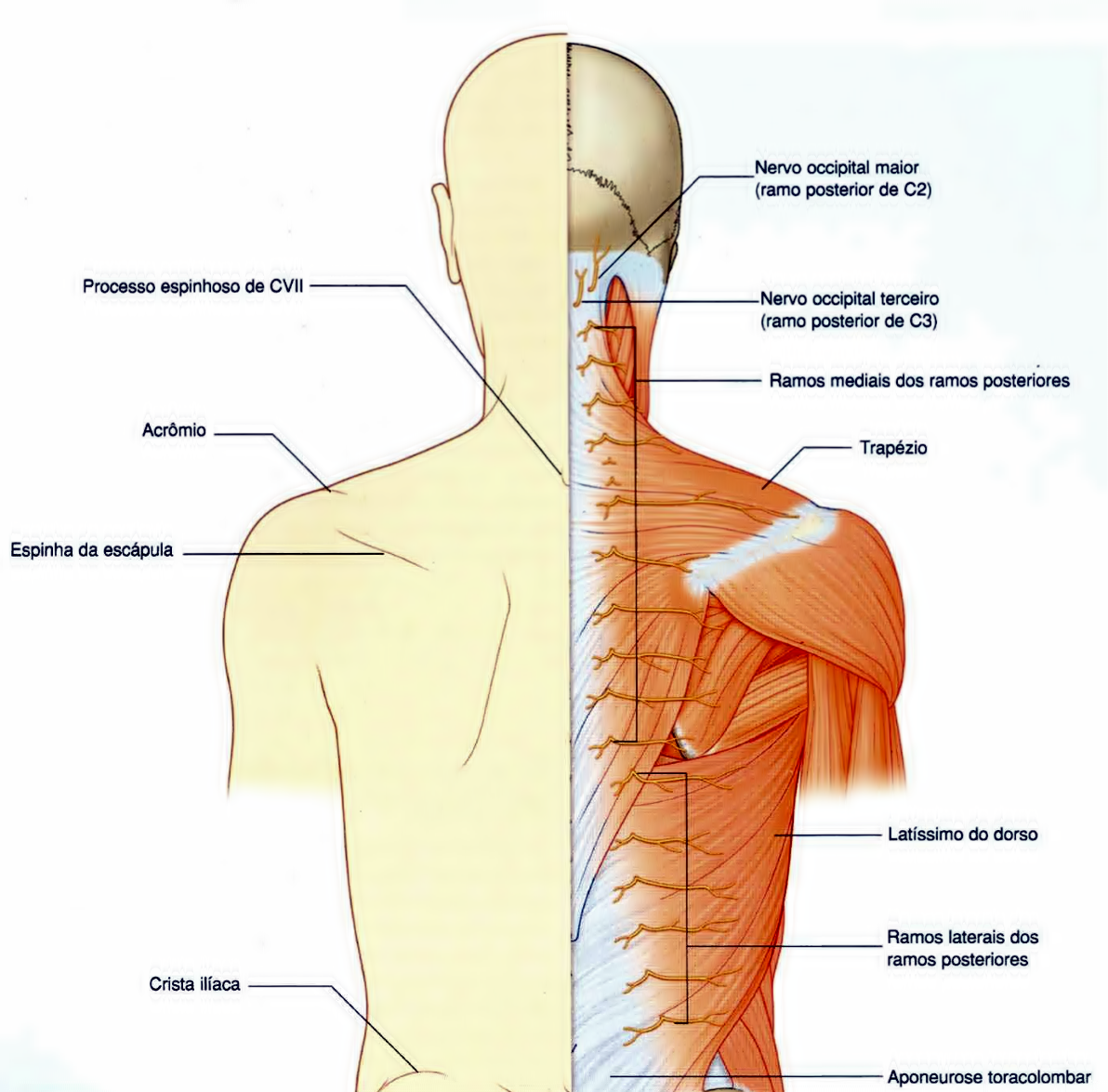 grupo superfícial de músculos do dorso - trapézio e latíssimo do dorso ...