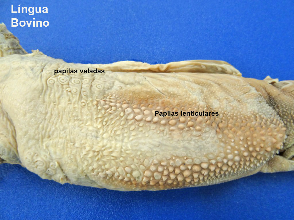 Lingua Bovino 2b Anatomia Veterinária I