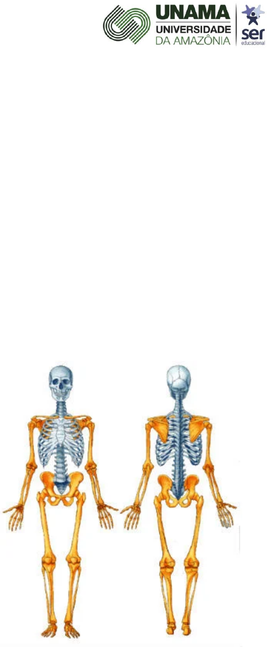 Esqueleto Apendicular Inferior 26,065,319 Appendicular Skeleton Stock