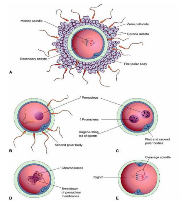 Clivagem - embriologia - Embriologia