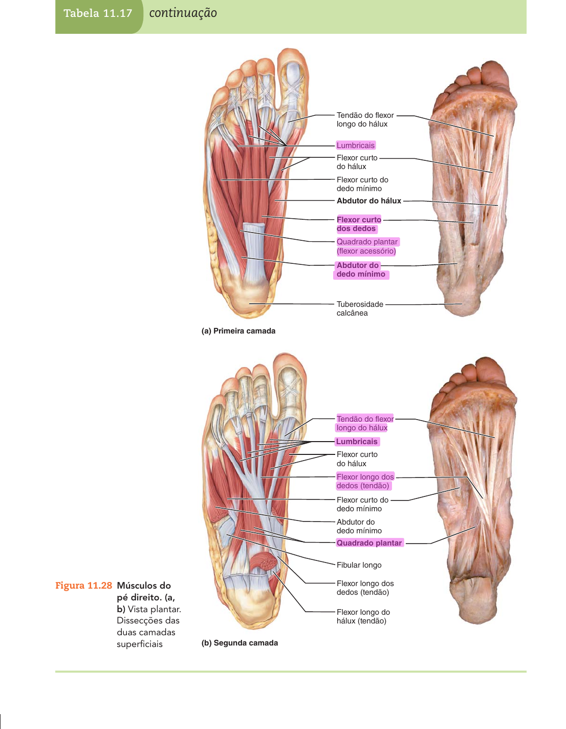 Tendão Flexor Longo Dos Dedos