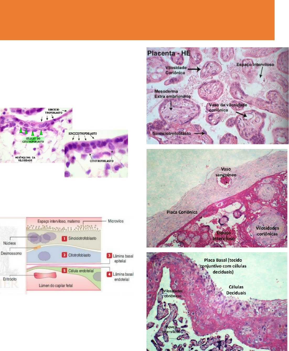 Histologia Da Placenta Vista De Factores De Crecimiento Similares A