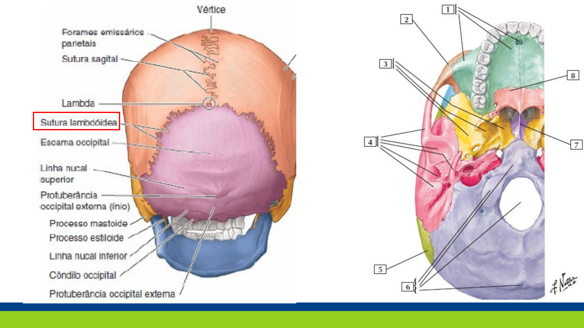 Suturas do crânio – Anatomia papel e caneta - vitrinedossonhos.com.br