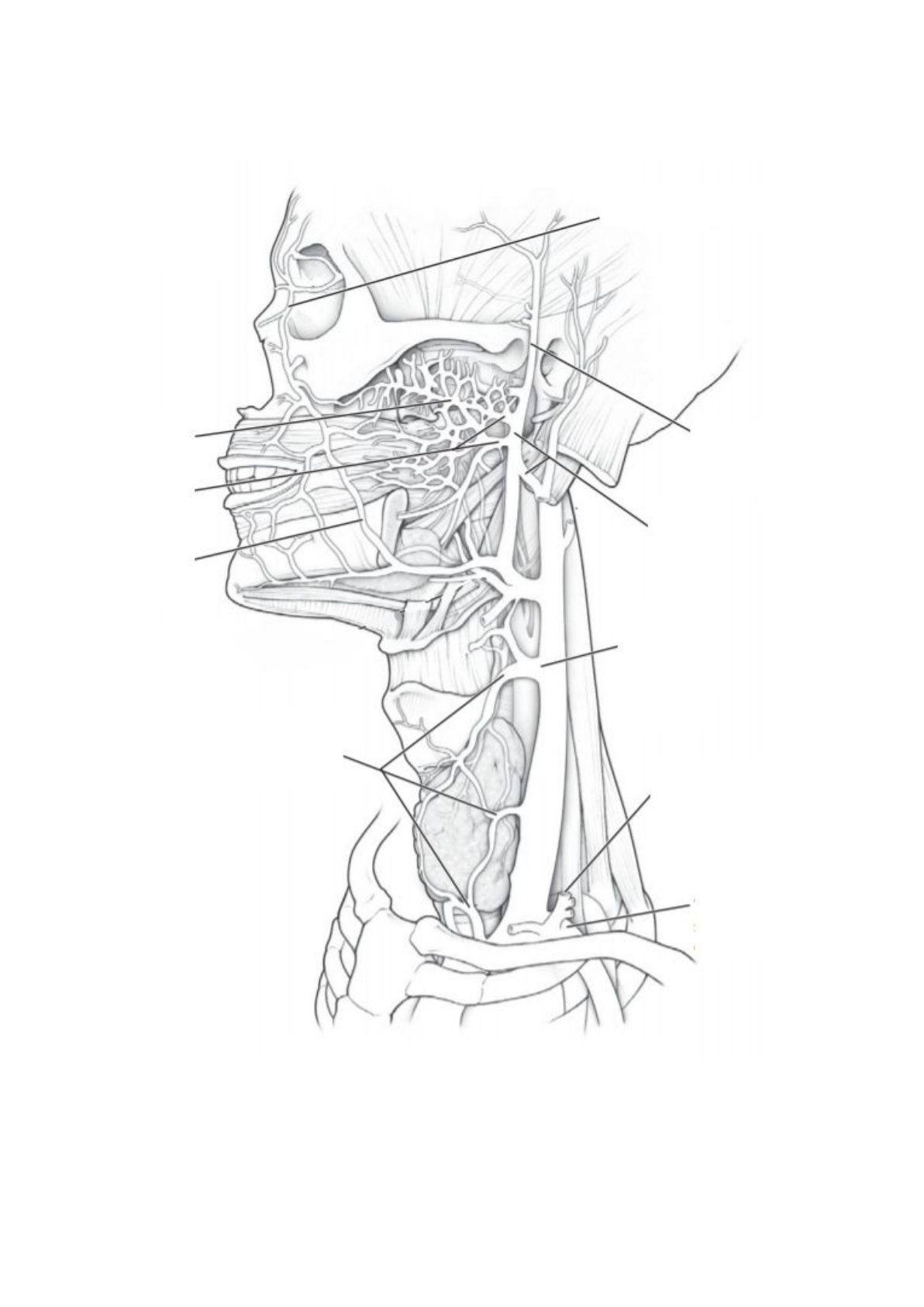 Cabeça, tronco e membros superiores para colorir - Anatomia I Cabeça, tronco e membros superiores para colorir - Anatomia I