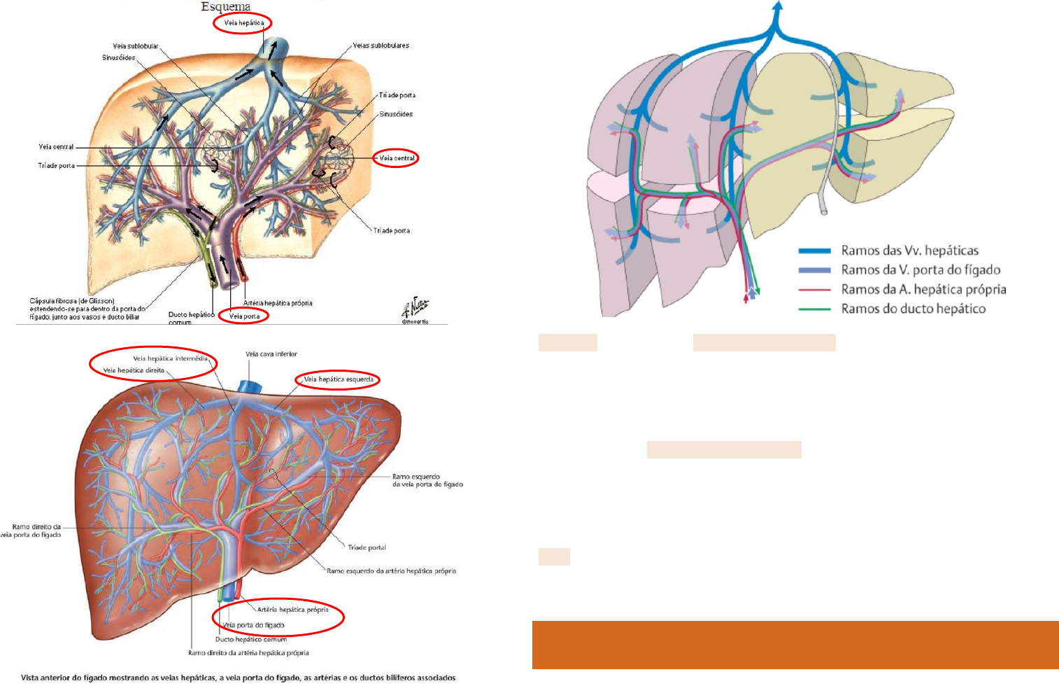 Anatomia Vascular Do Figado Fígado – Wikipédia, A Enciclopédia