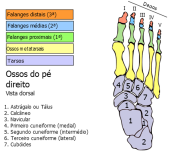 anatomia pé - Anatomia I
