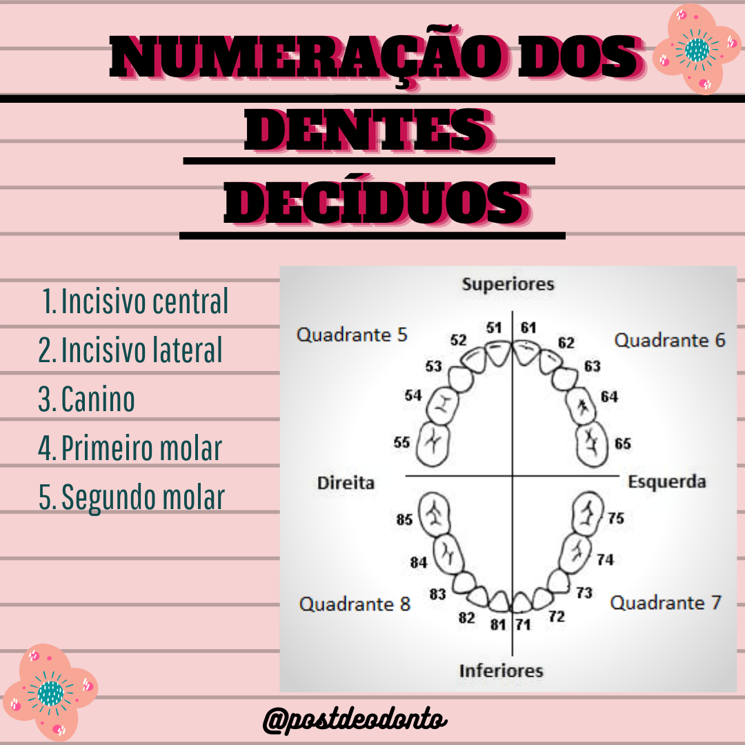 Nomenclatura/ Numeração dos dentes. - Dentística