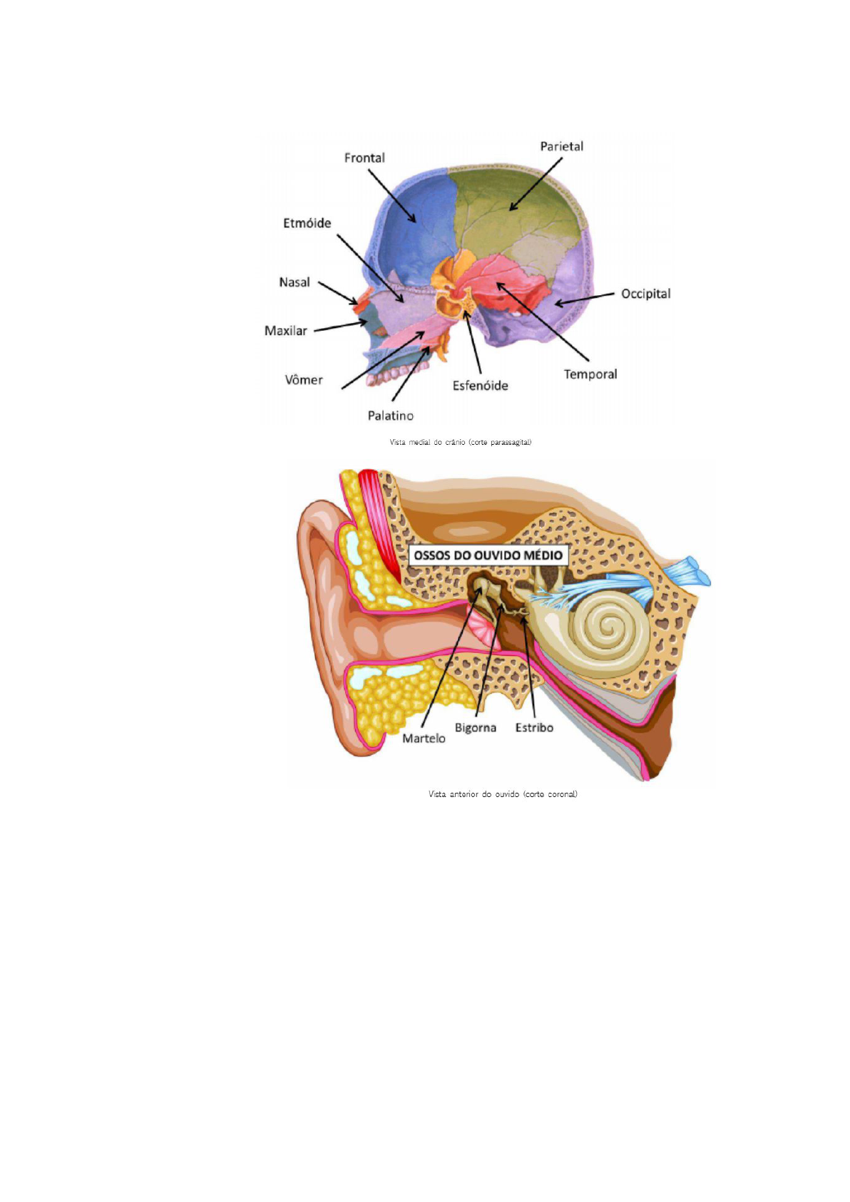 Esqueleto da Face - Anatomia I