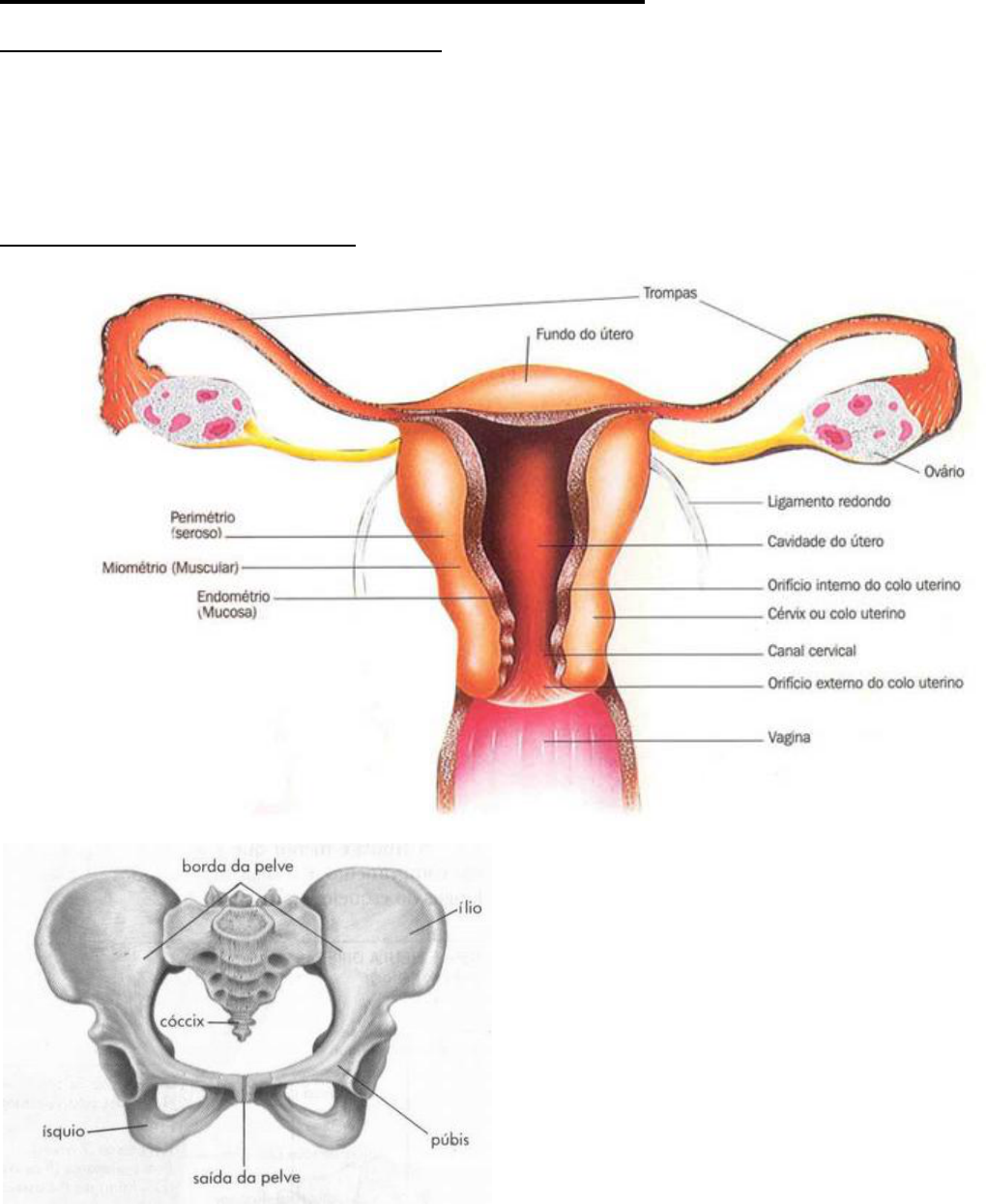 Anatomia Da Mulher