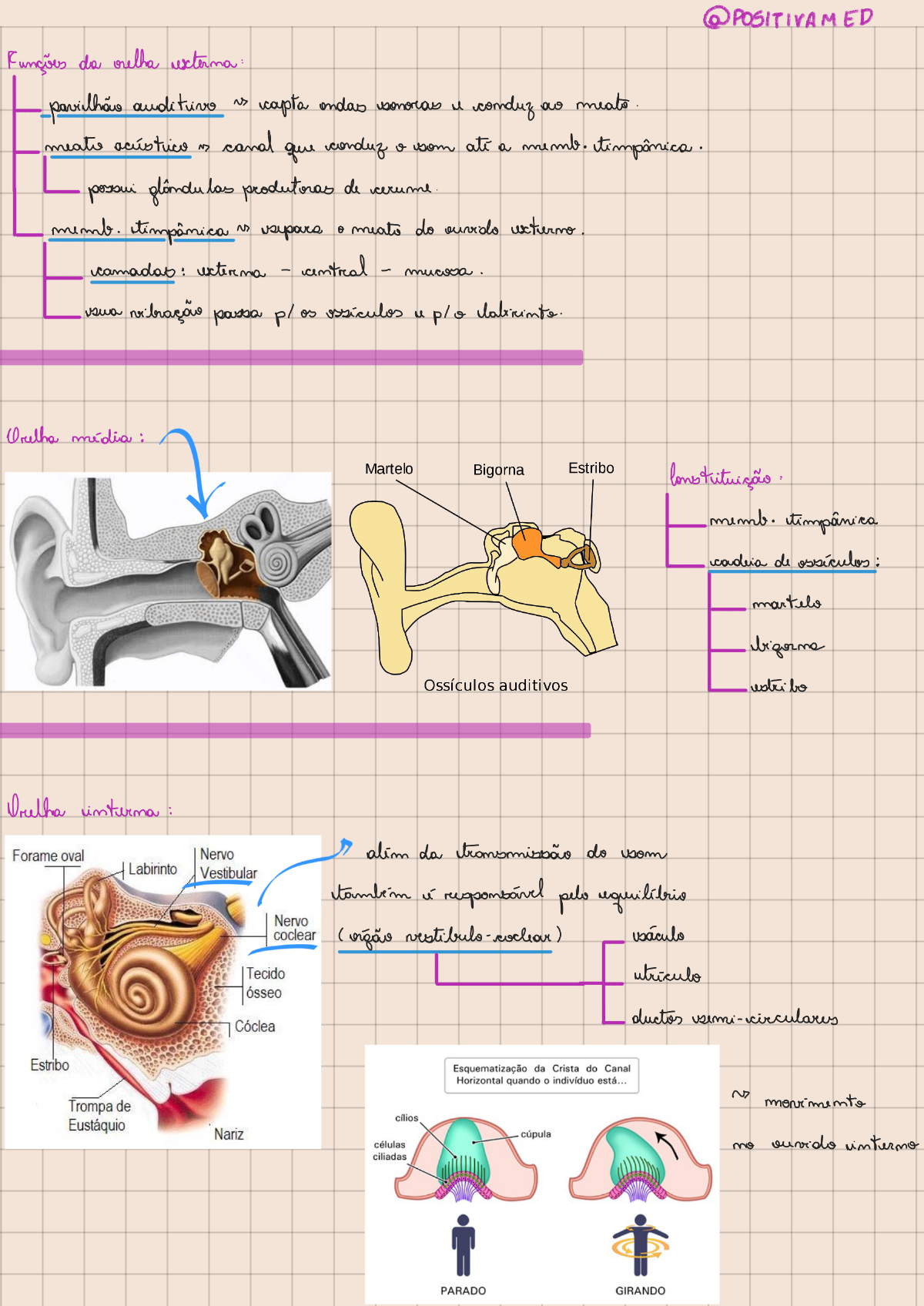 Anatomia geral otorrino - Medicina