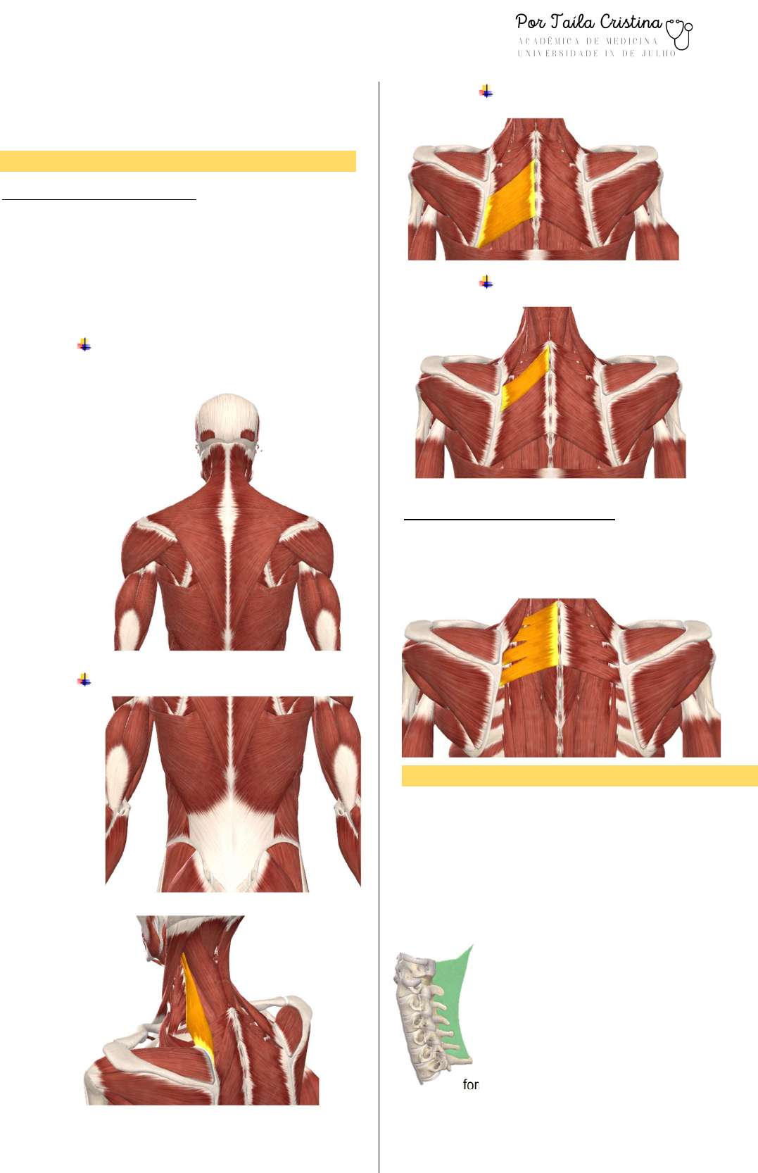 Musculos Transversoespinais Esta Ilustração Mostra Músculos