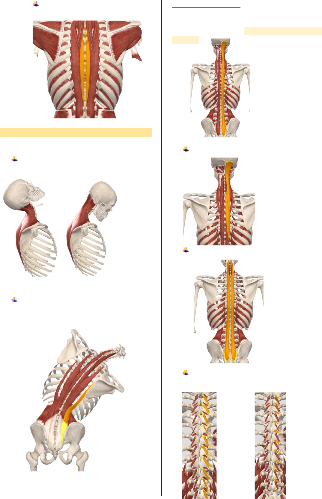 Musculos Transversoespinais Esta Ilustração Mostra Músculos