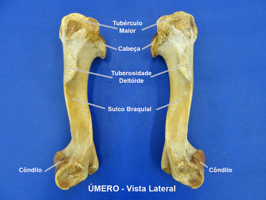 Ossos Do Umero