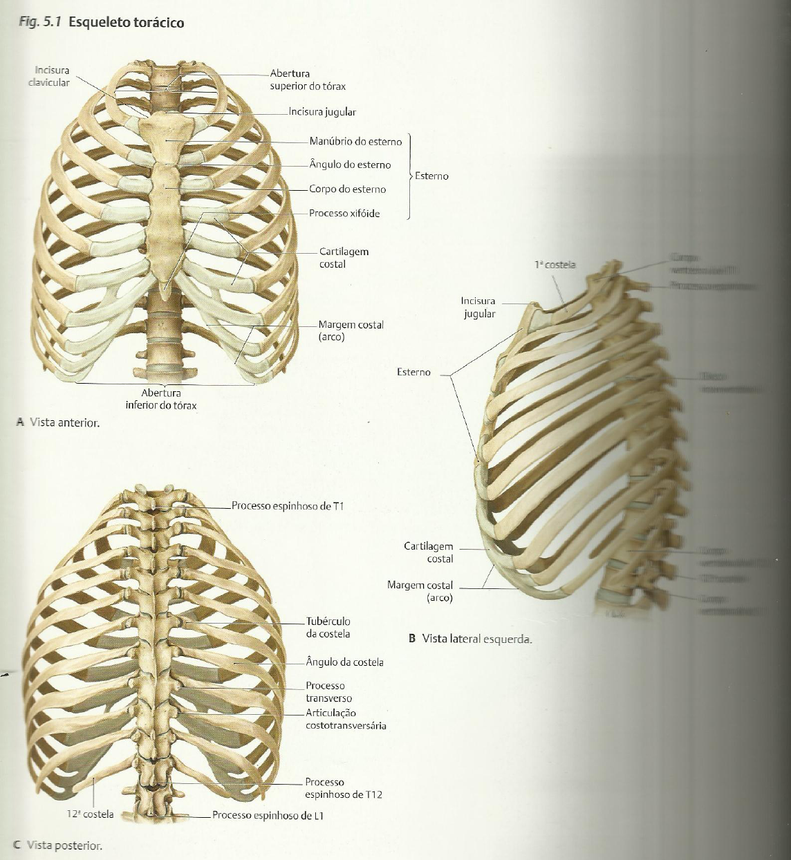 esqueleto toraxico - Anatomia Sistema