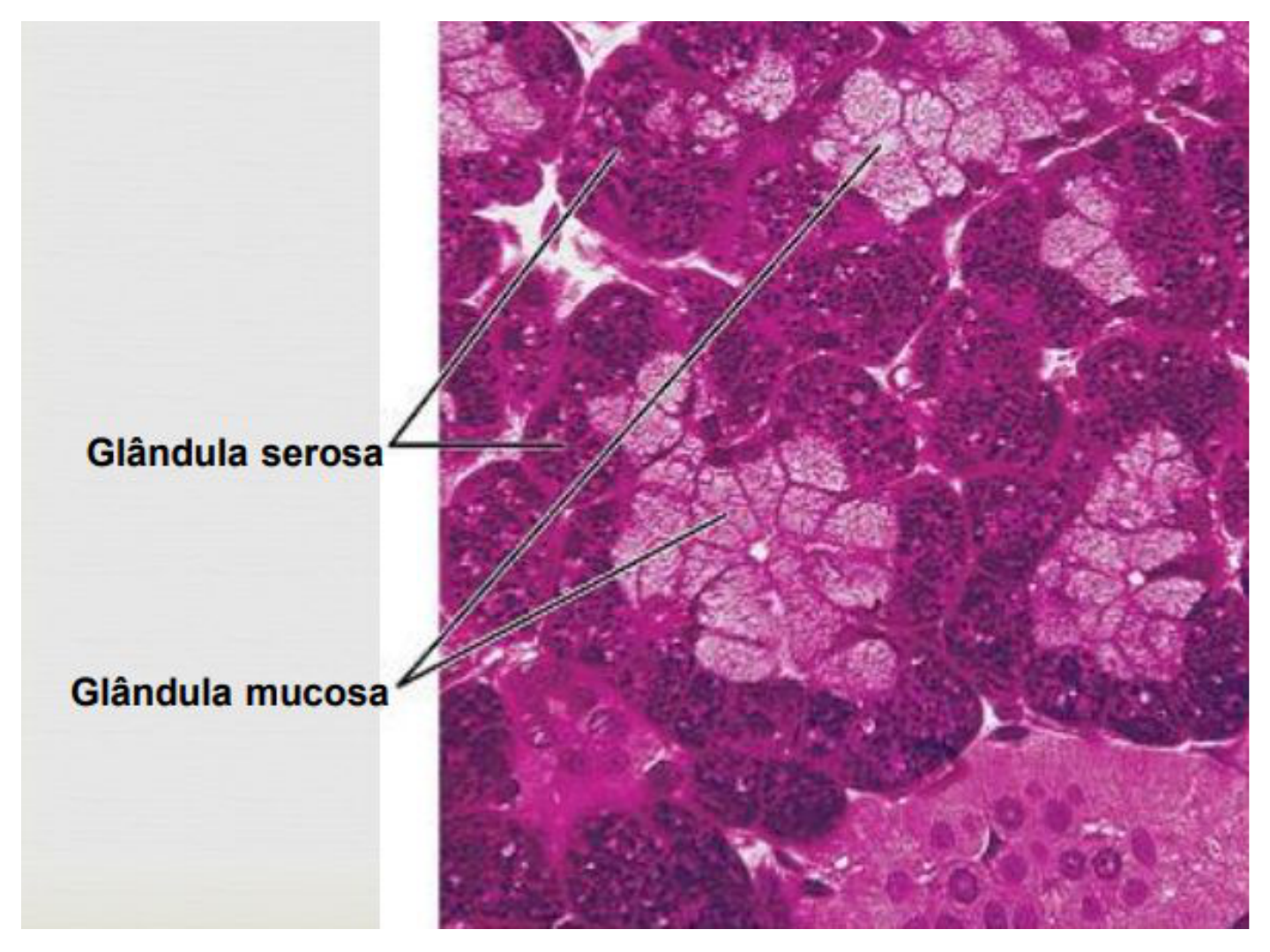 lâminas de glândulas - Histologia I