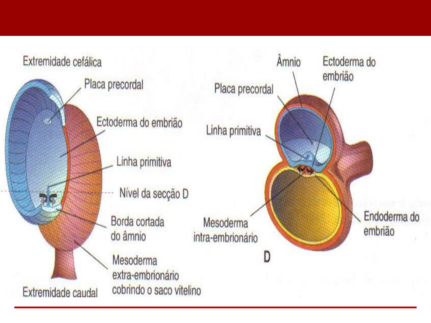 Grátis: Disco embrionário trilaminar - Material Claro e Objetivo em PDF ...