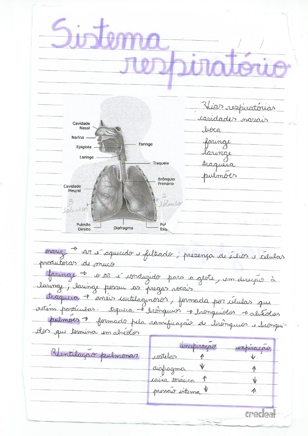 Resumo De Sistema Respiratorio Em 2021 Sistema Respiratorio Sistema ... Resumo De Sistema Respiratorio Em 2021 Sistema Respiratorio Sistema ...