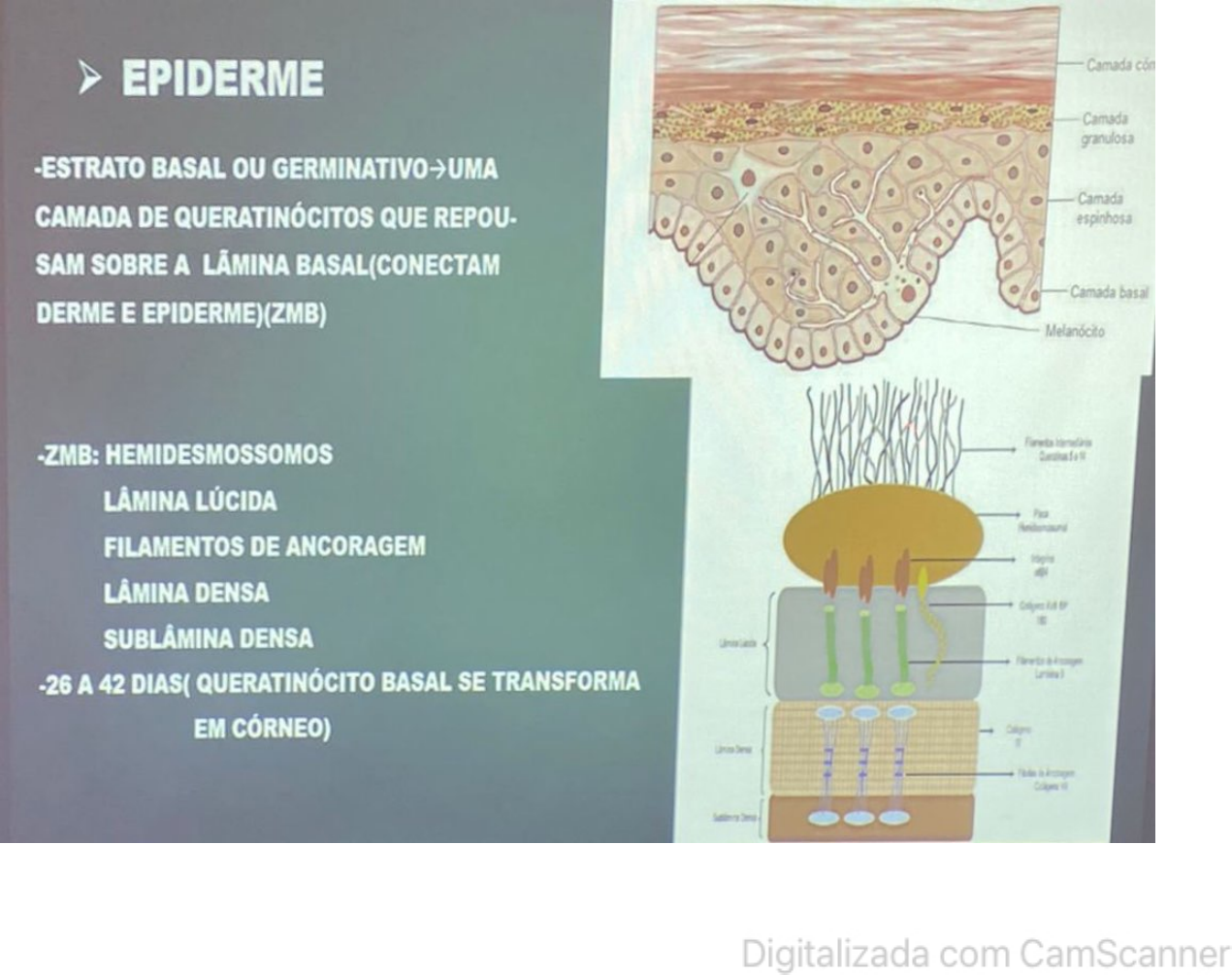 Semiologia da pele - Dermato