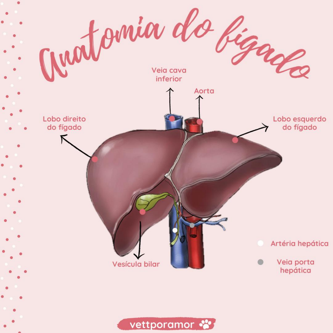 Anatomia do fígado - Anatomia Veterinária I