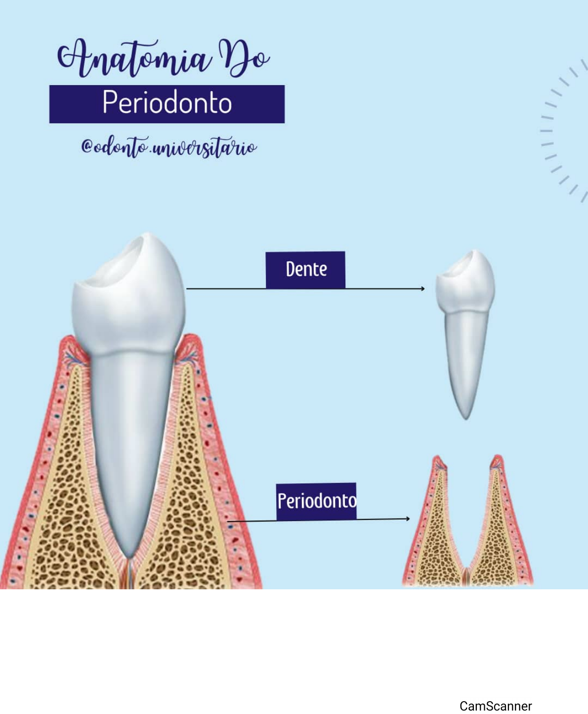 Anatomia do Periodonto Por odonto.universitario - Odontologia