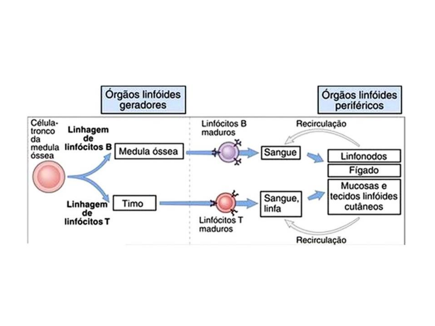 RESPOSTA IMUNE ADAPTATIVA - Imunologia