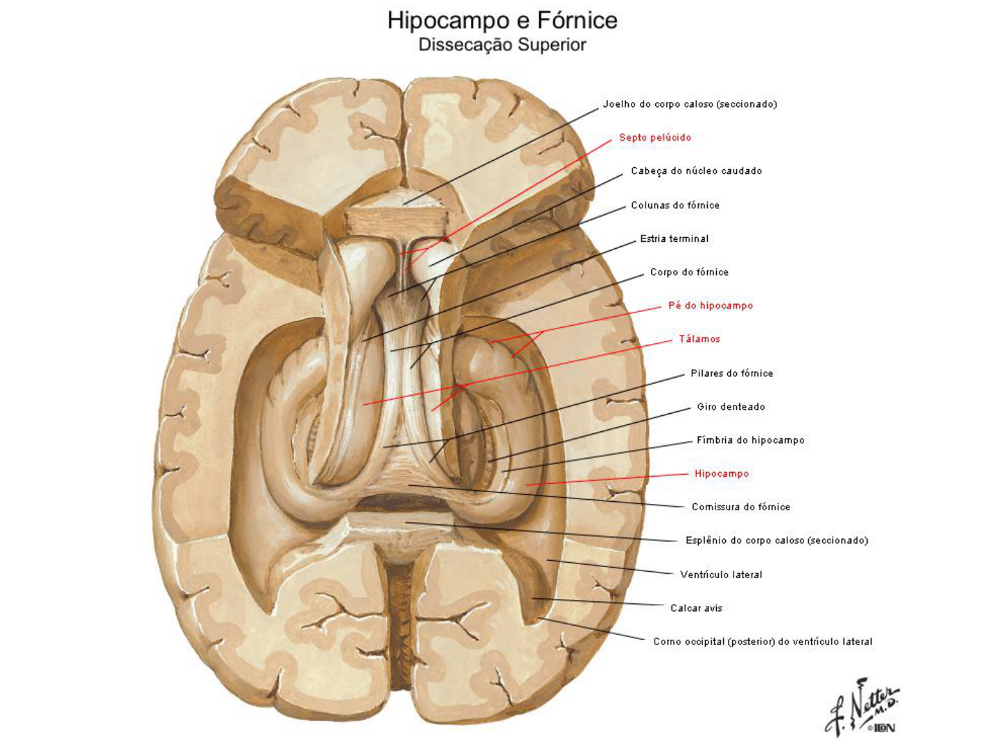 Hipocampo e Fornice - Anatomia I