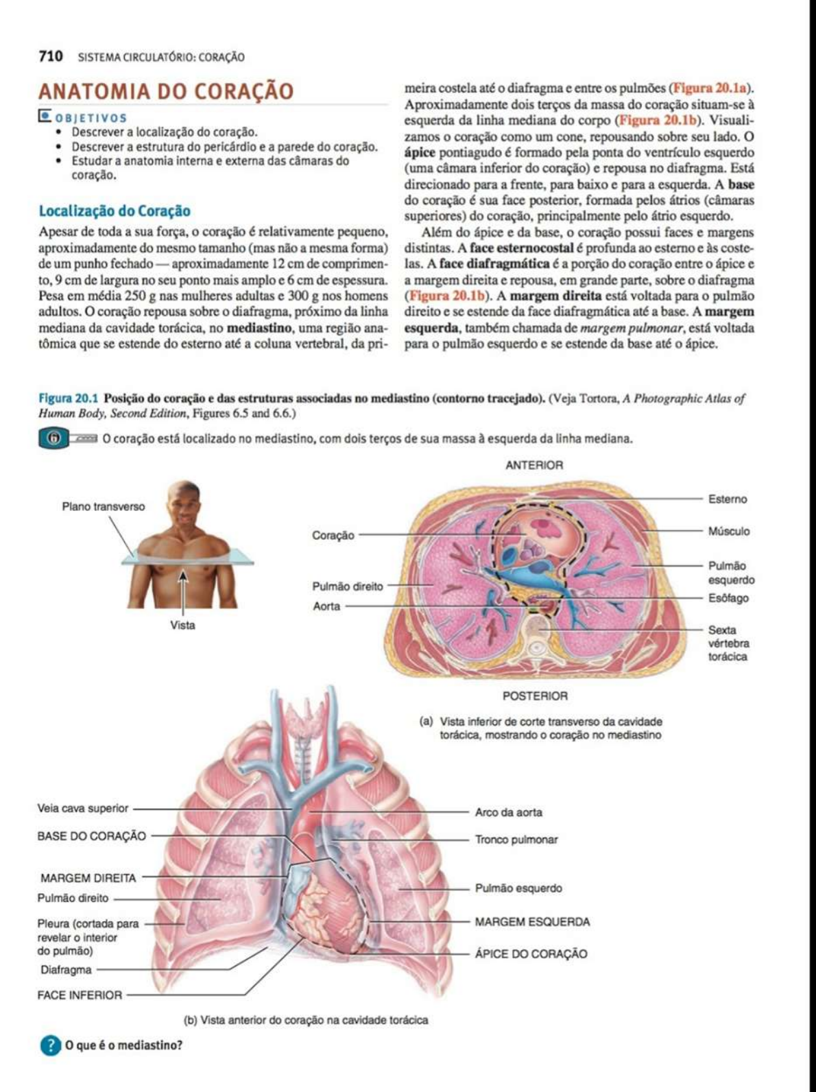 CAPÍTULO 20 - GERARD J TORTORA - PRINCÍPIOS DE ANATOMIA E FISIOLOGIA ...