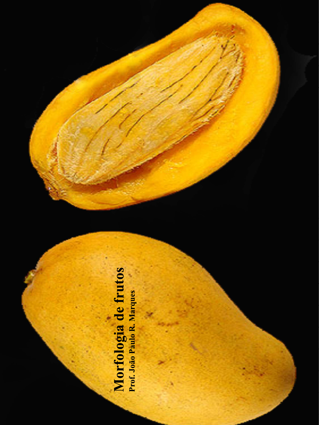 Semente, fruto e pseudofruto 08 06 - Biologia