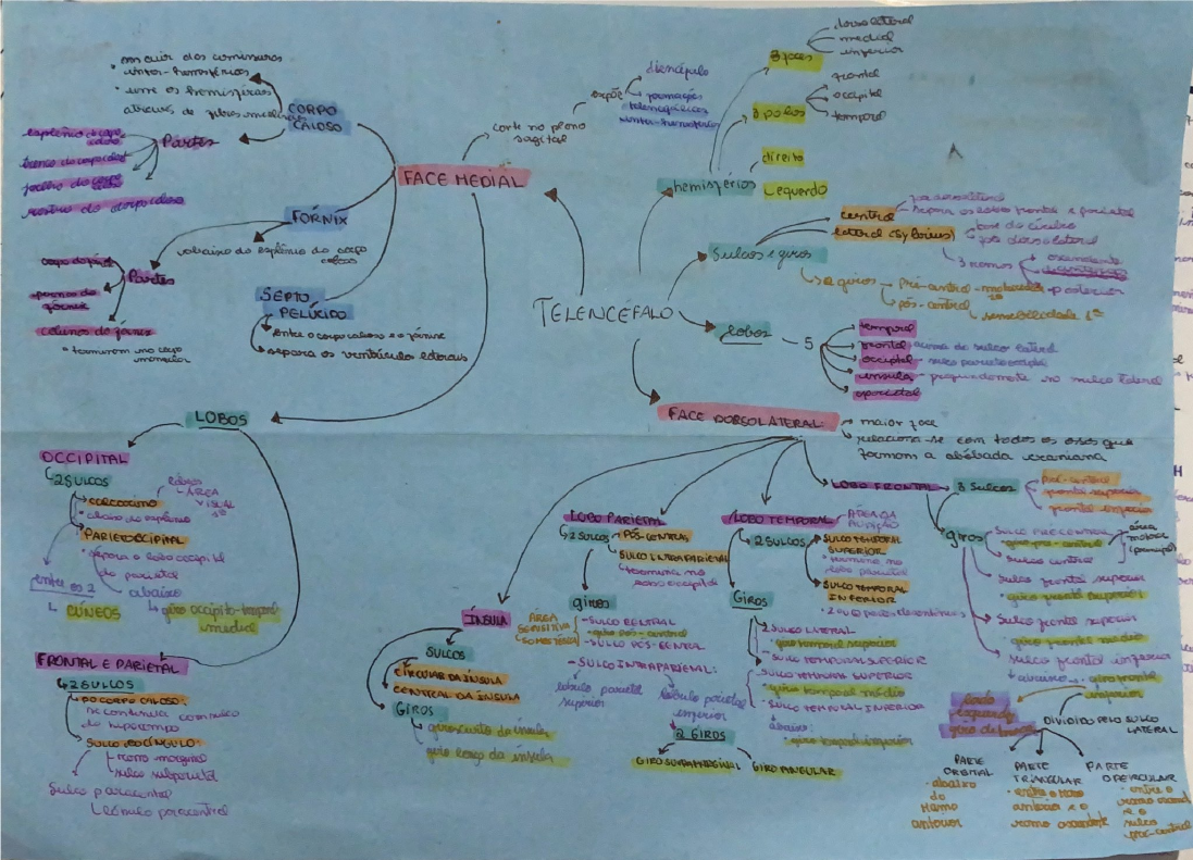 Telencefalo E Diencefalo Neuroanatomia