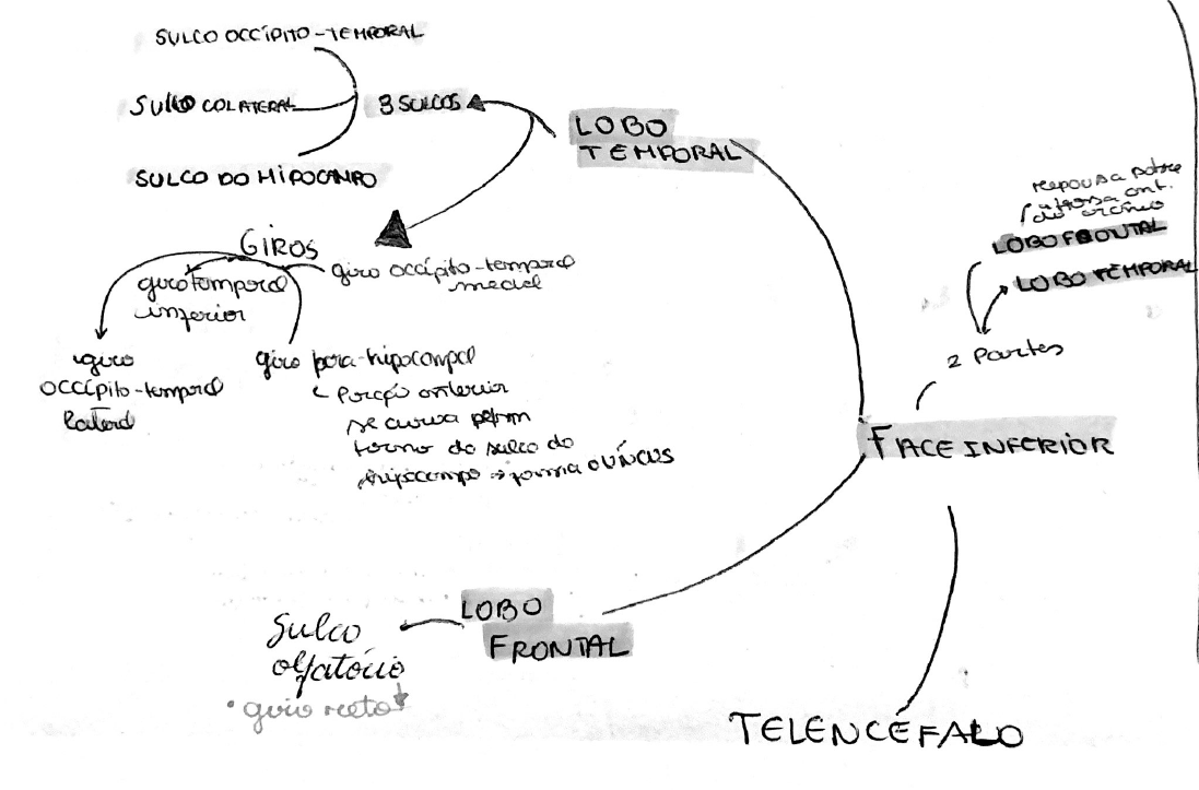 Telencefalo E Diencefalo Neuroanatomia