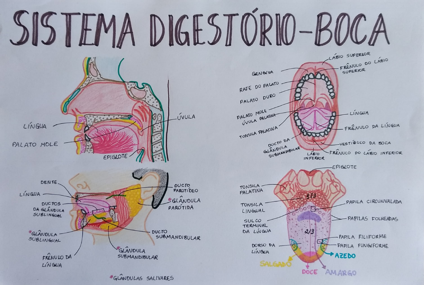 Sistema digestório - anatomia ilustrada - Anatomia I