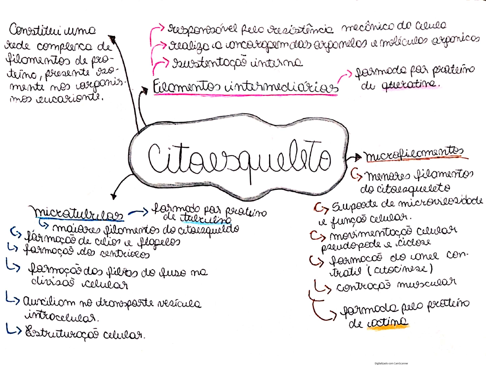 Citoesqueleto-Biologia celular- Mapa mental - Biologia Celular