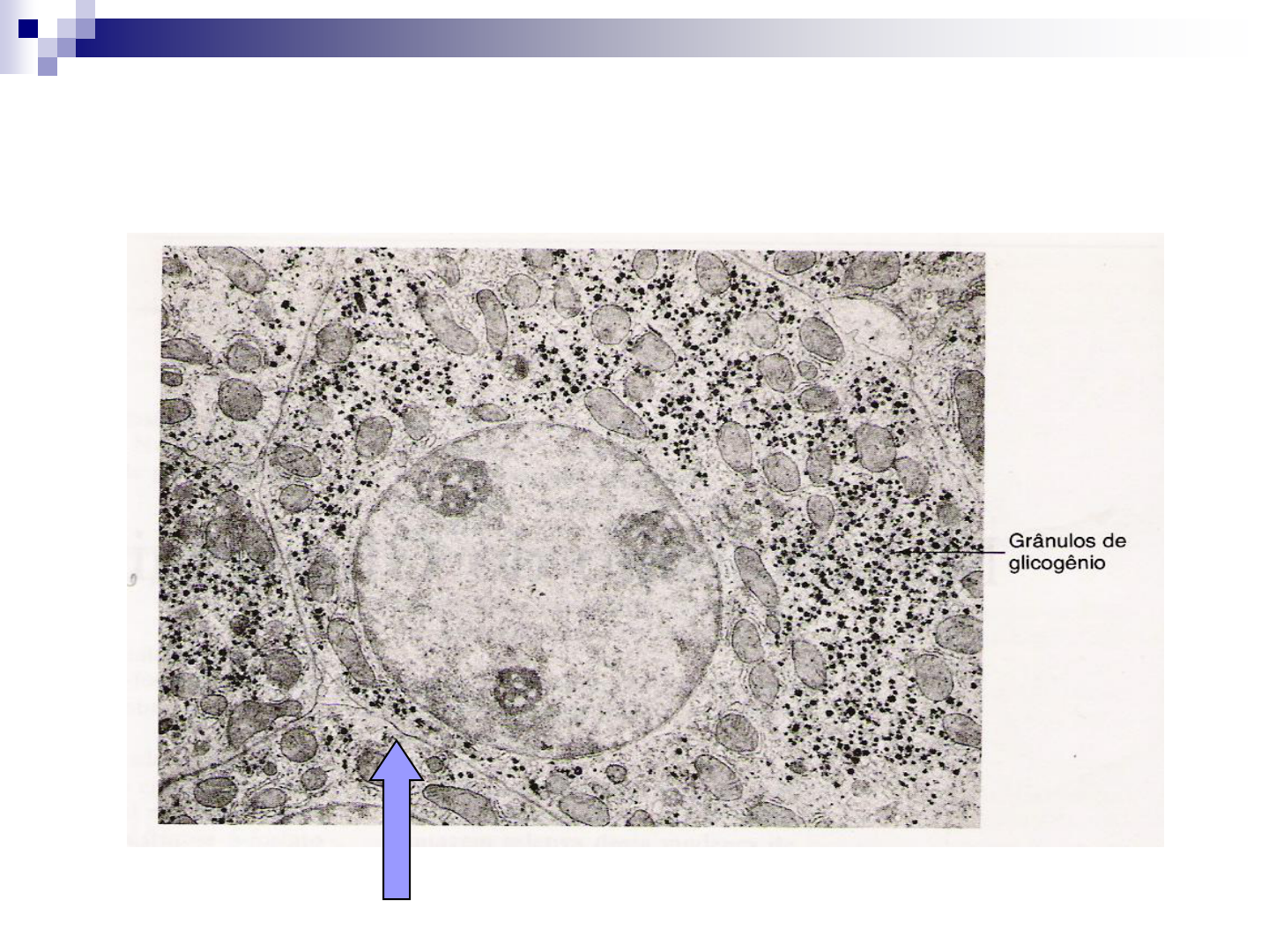 Glicogênio - Bioquímica II