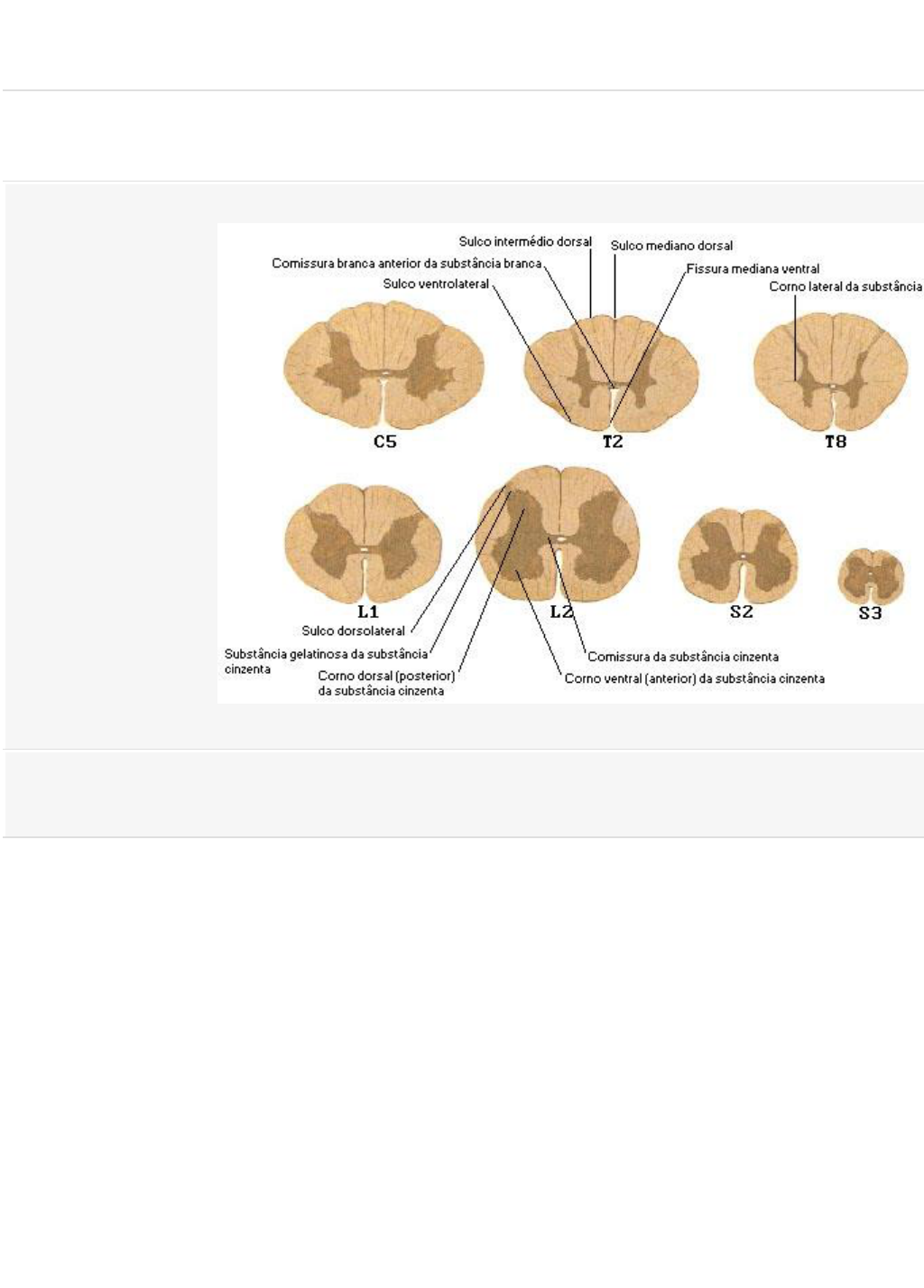 MEDULA ESPINHAL - Fisiologia Humana I
