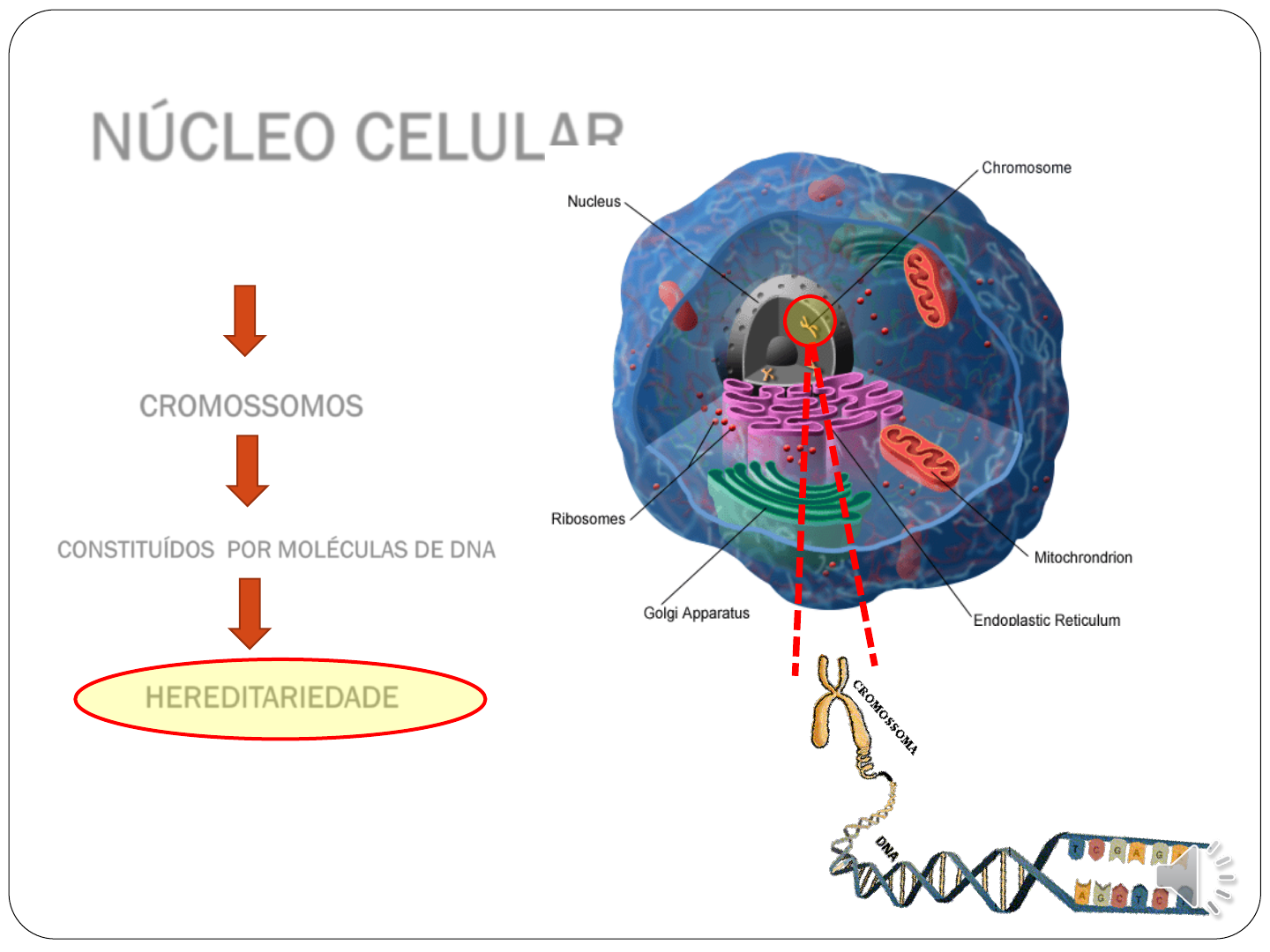 Núcleo e divisão celular - ppt carregar