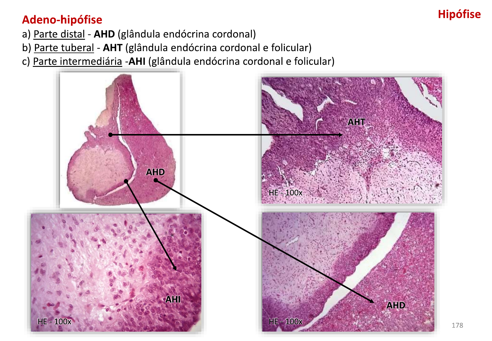 hipofise estrutura histologica - Histologia I