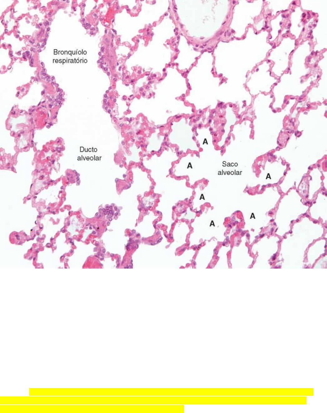 Histologia Do Tecido Pulmonar Alveolos
