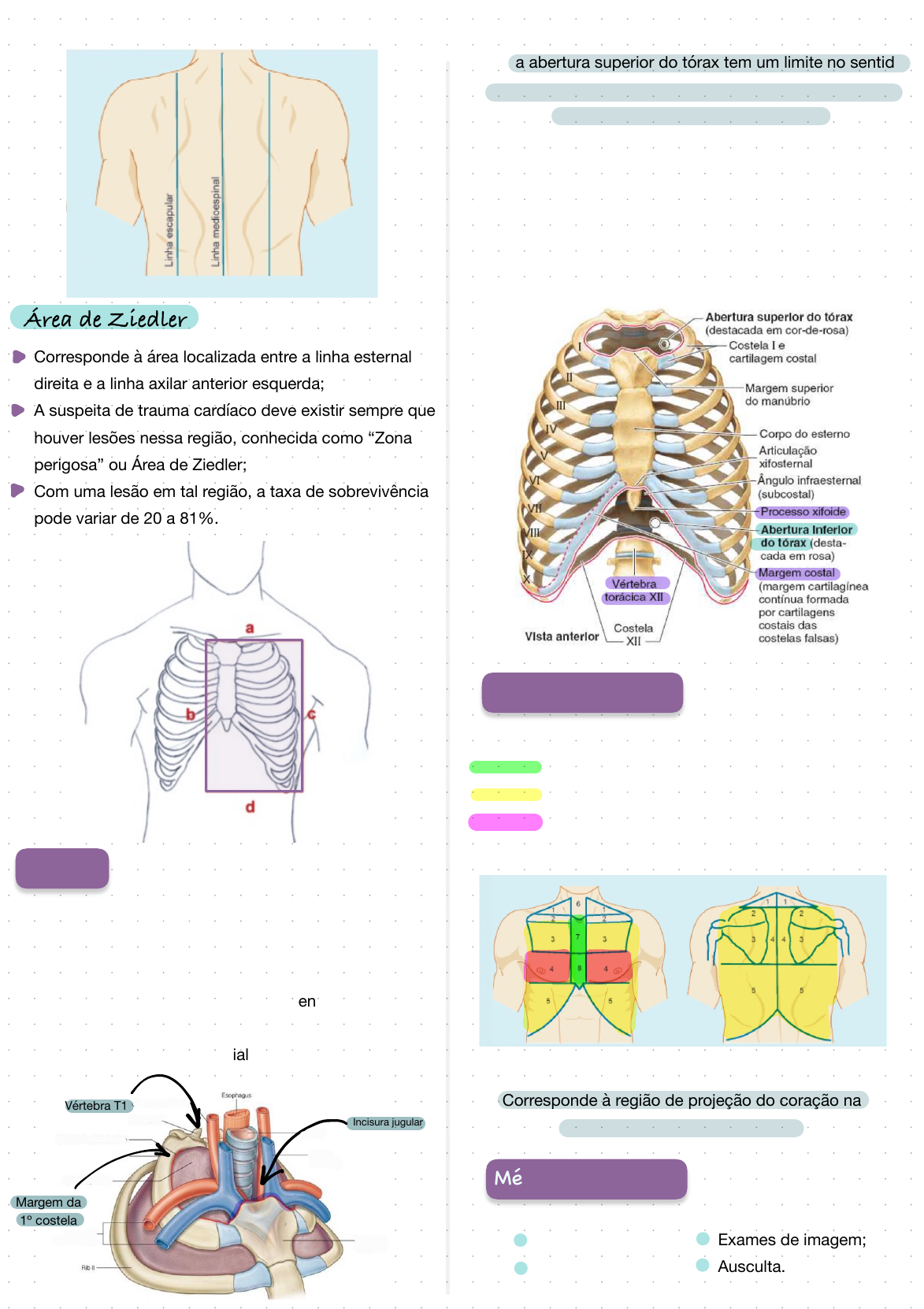 Anatomia da caixa torácica - Anatomia Humana I