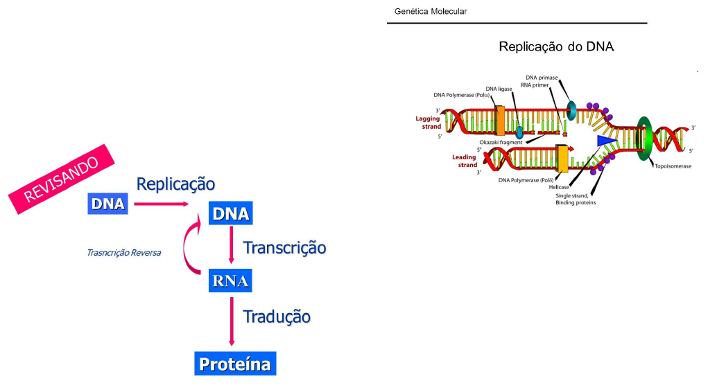 Diagrama De Transcricao E Traducao