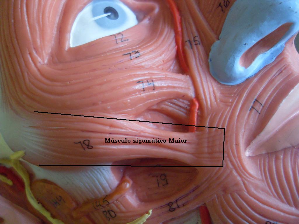 Musculo Zigomatico Maior