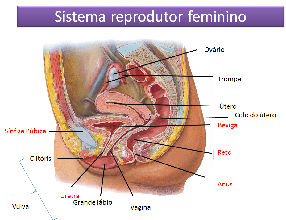Diagrama De Anatomia Do Sistema Reprodutor Feminino