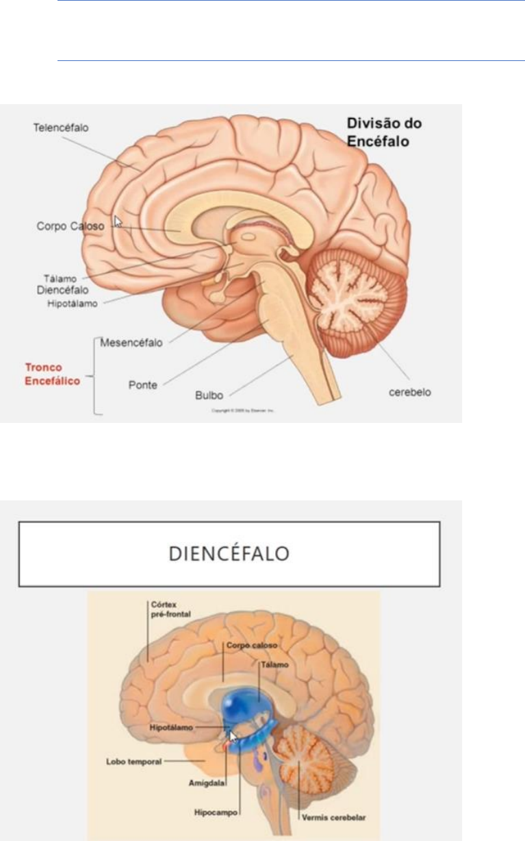 Diagrama Talamo E Hipotalamo