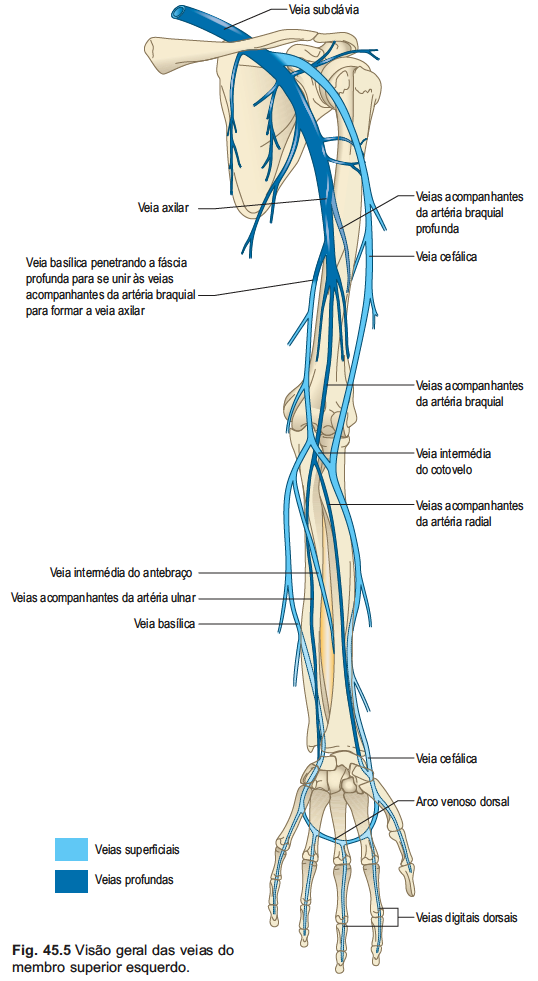 VEIAS - Anatomia Humana I
