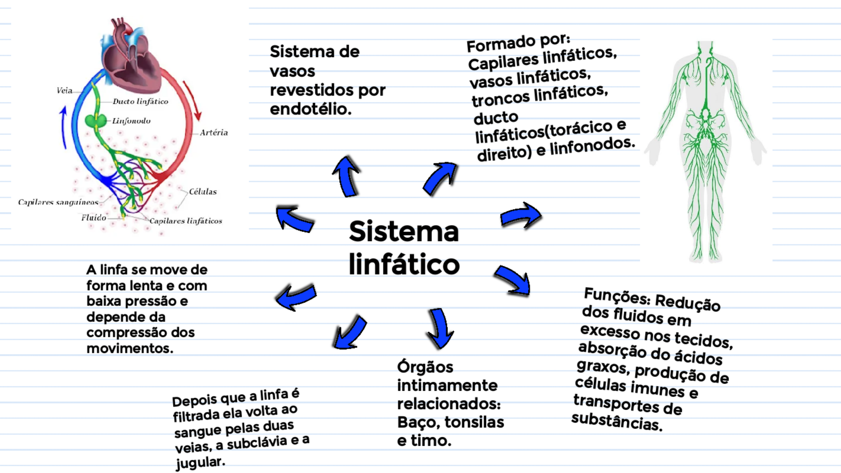 Orgaos Do Sistema Linfatico E Suas Funcoes O Sistema Linfático